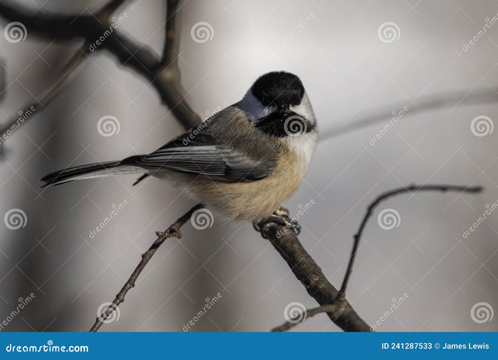 Pollito negro imagen de archivo. Imagen de hermoso, avituallamiento ...