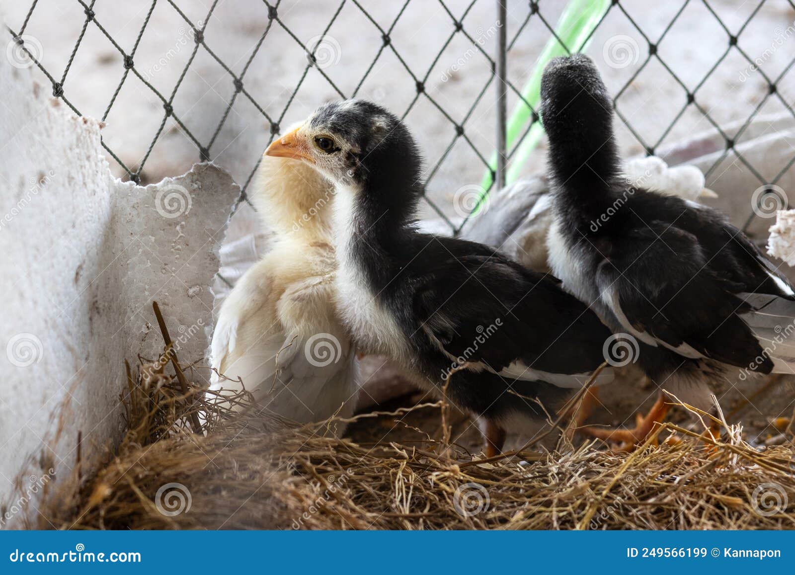 Pollitos en la gallina imagen de archivo. Imagen de huevo - 249566199
