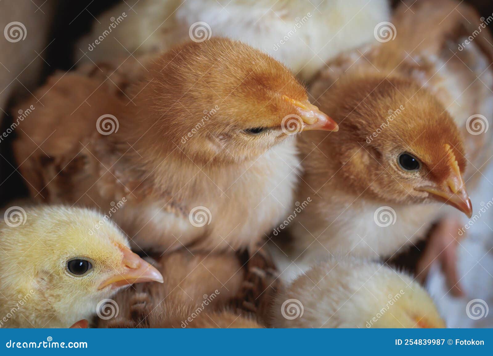 Pollitos en una granja imagen de archivo. Imagen de polluelo - 254839987