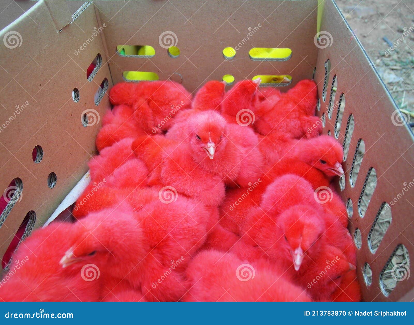 Pollitos rojos foto de archivo. Imagen de pascua, rosa - 213783870
