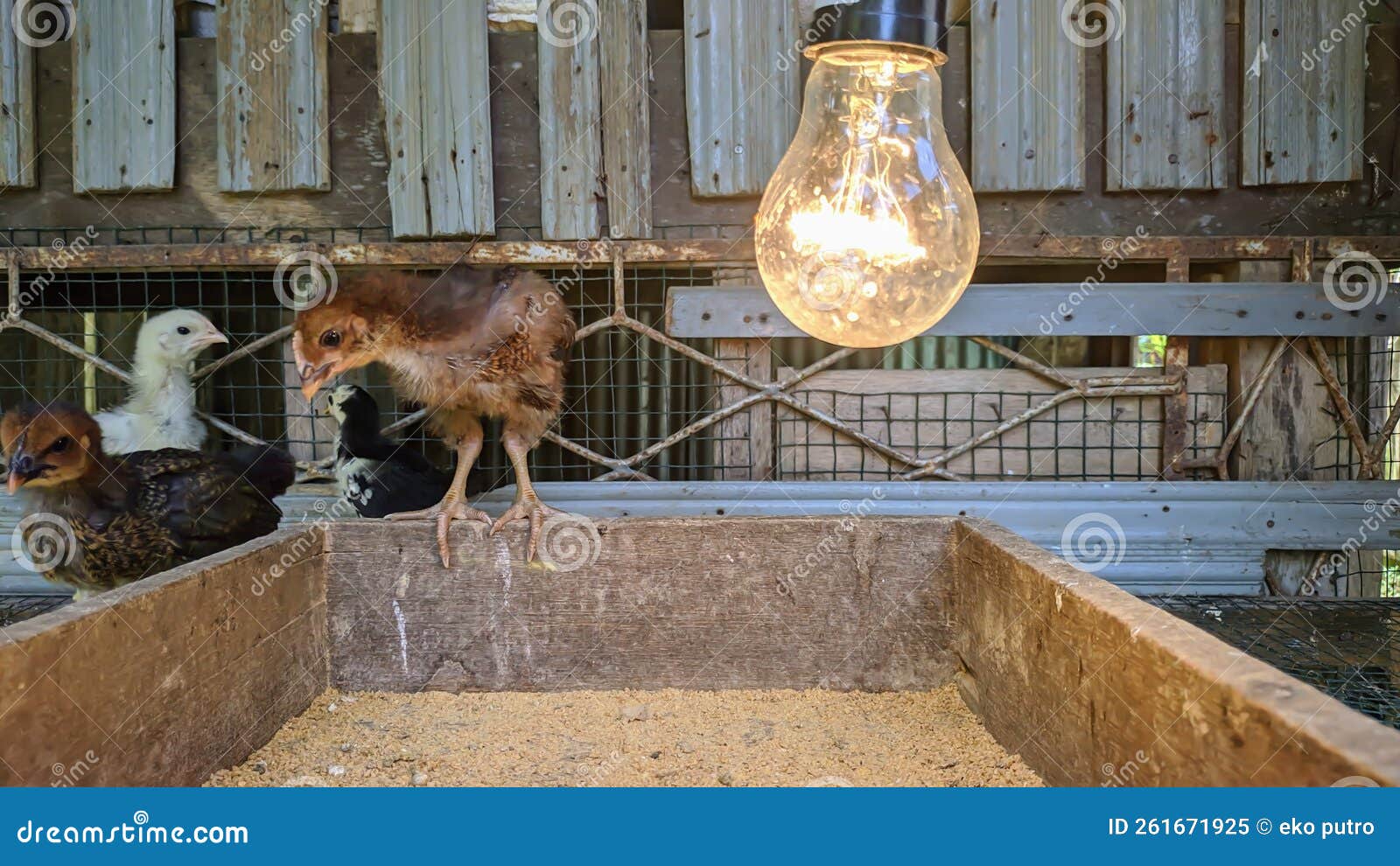 Pollitos Y Bombillas En La Gallina Imagen de archivo - Imagen de bulbos ...