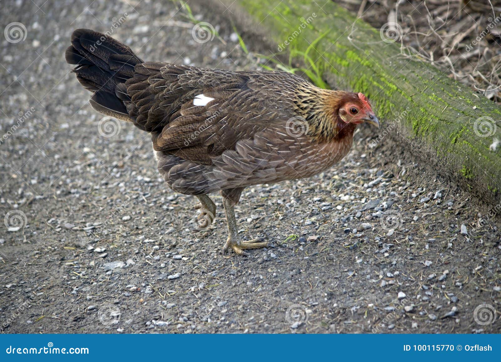 Pollo foto de archivo. Imagen de capón, animal, poultry - 100115770