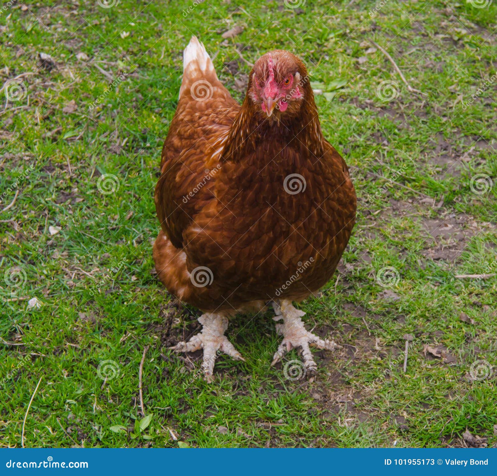 Pollo immagine stock. Immagine di animale, becco, bestiame - 101955173