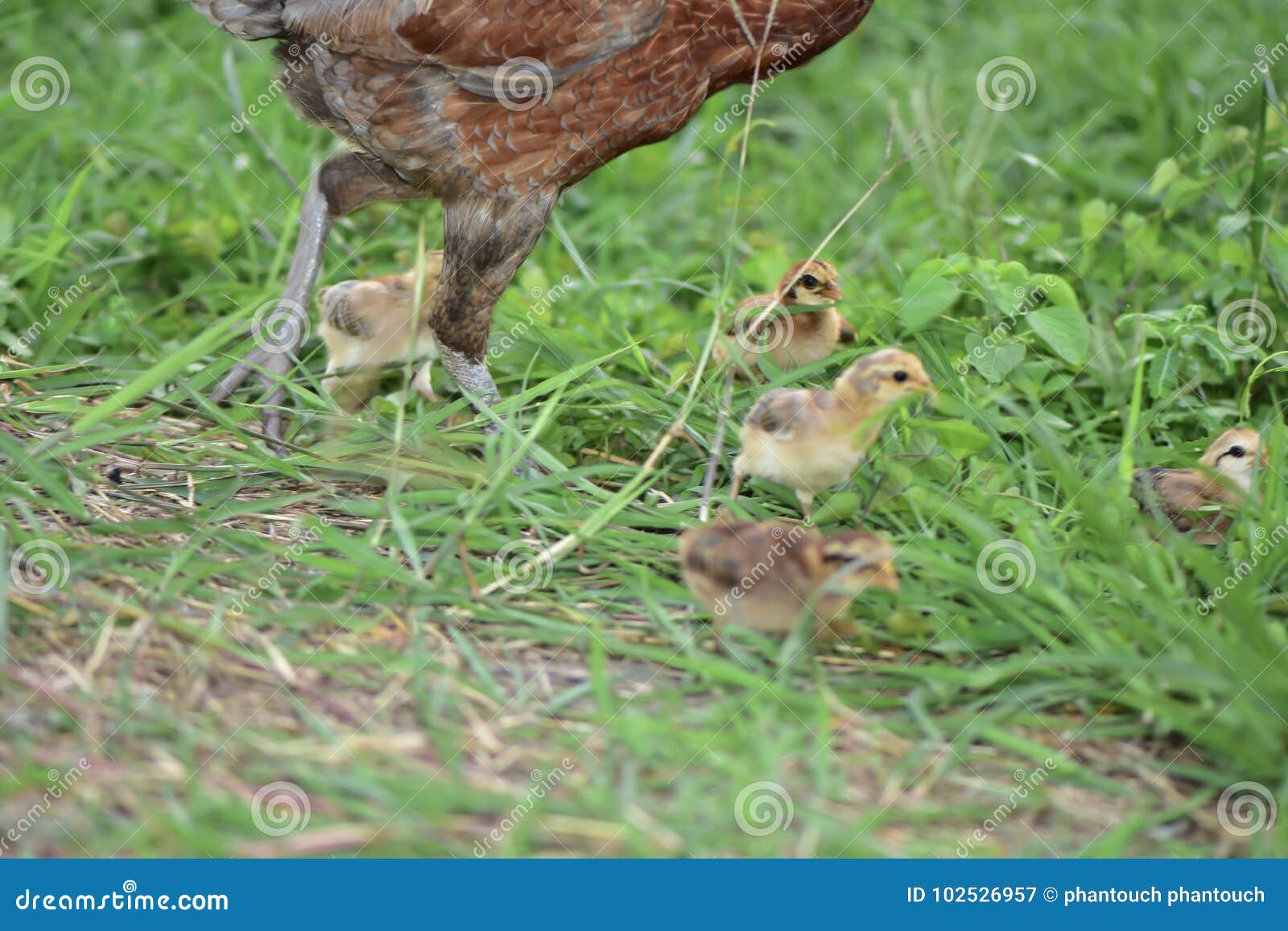 Pollo imagen de archivo. Imagen de animal, exterior - 102526957