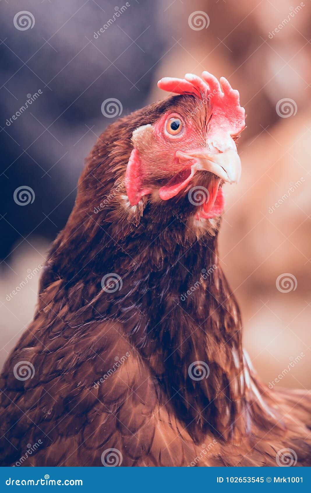 Pollo immagine stock. Immagine di animali, occhi, arco - 102653545