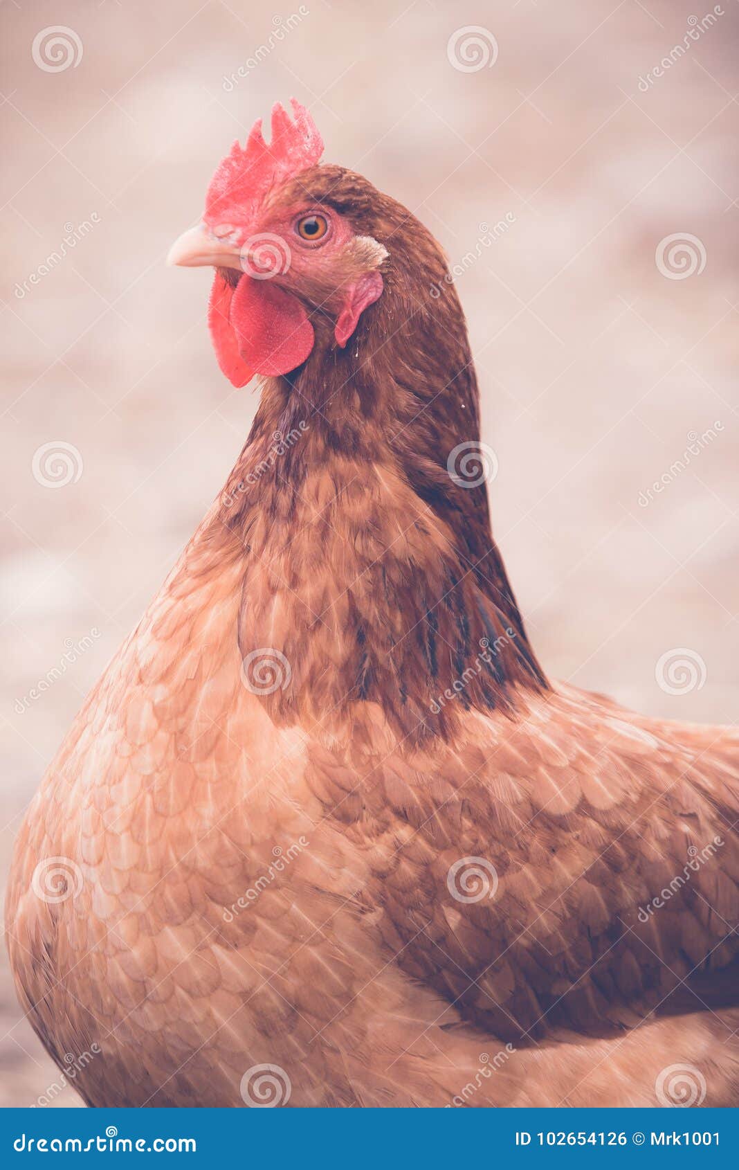 Pollo foto de archivo. Imagen de pico, exterior, ojos - 102654126