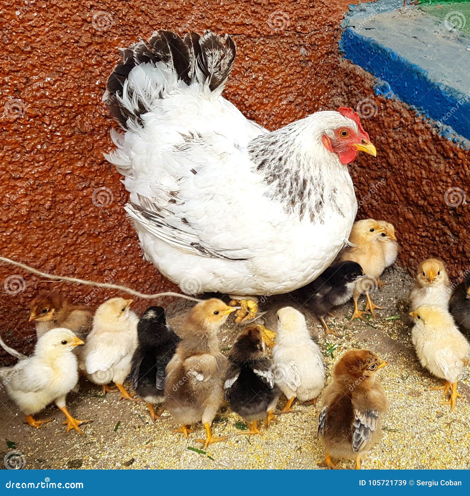 Pollo imagen de archivo. Imagen de pollos, gallina, granja - 105721739