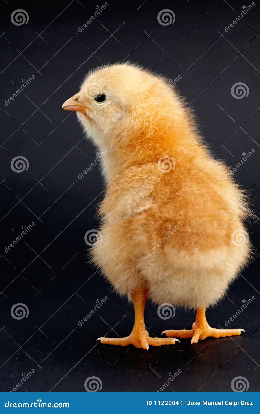 Pollo foto de archivo. Imagen de pato, pollo, vivo, agradable - 1122904