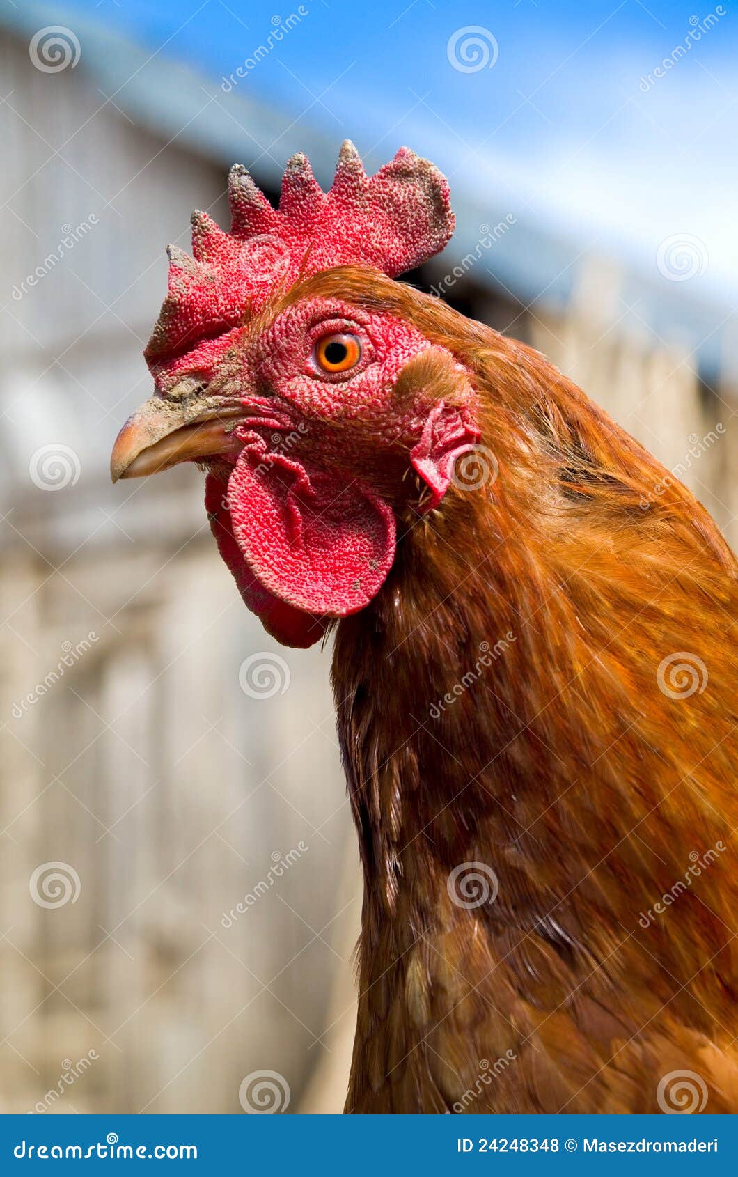 Pollo foto de archivo. Imagen de agricultura, pollo, animal - 24248348