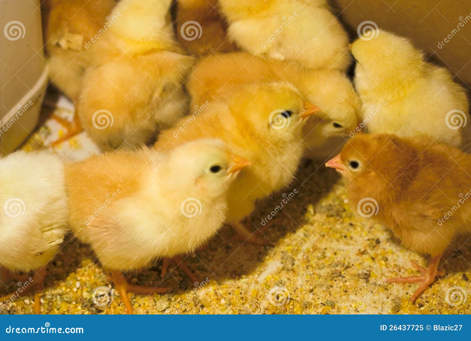 Pollo immagine stock. Immagine di animale, alimento, nave - 26437725