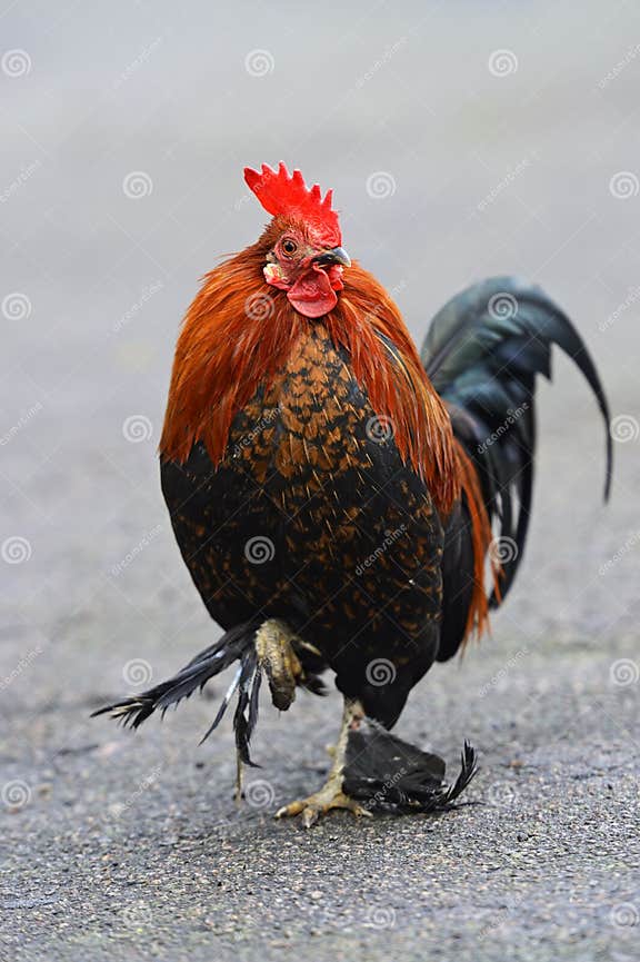 Pollo foto de archivo. Imagen de cubo, pollo, animal - 37897796