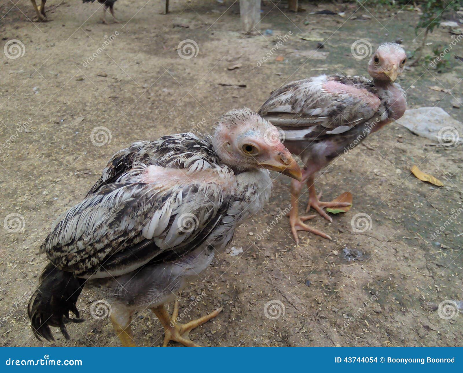 Pollo fotografia stock. Immagine di vivo, sguardo, agricoltura - 43744054
