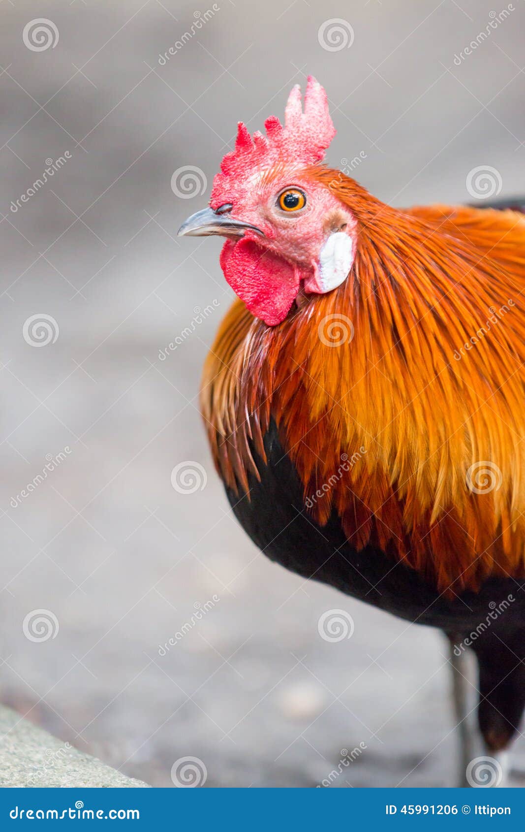 Pollo fotografia stock. Immagine di sguardo, orizzontale - 45991206