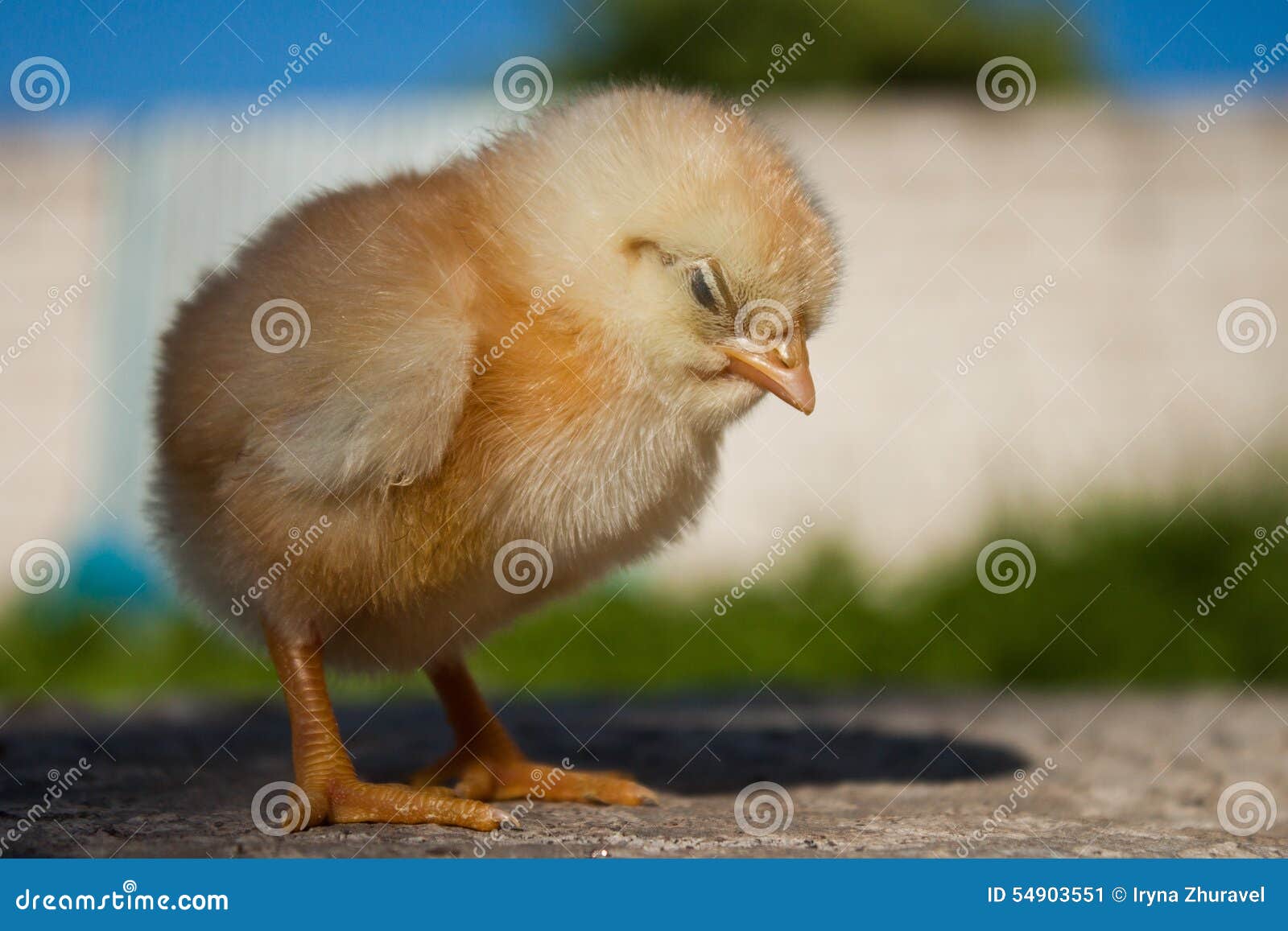 Pollo immagine stock. Immagine di peloso, pasqua, animale - 54903551