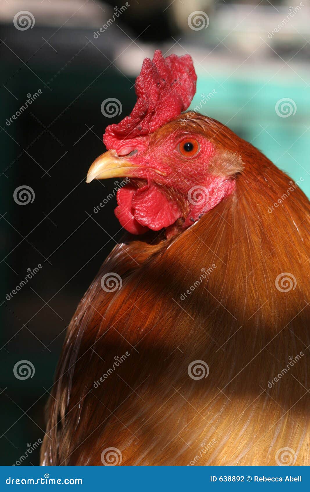 Pollo Immagine. Immagine: 638892