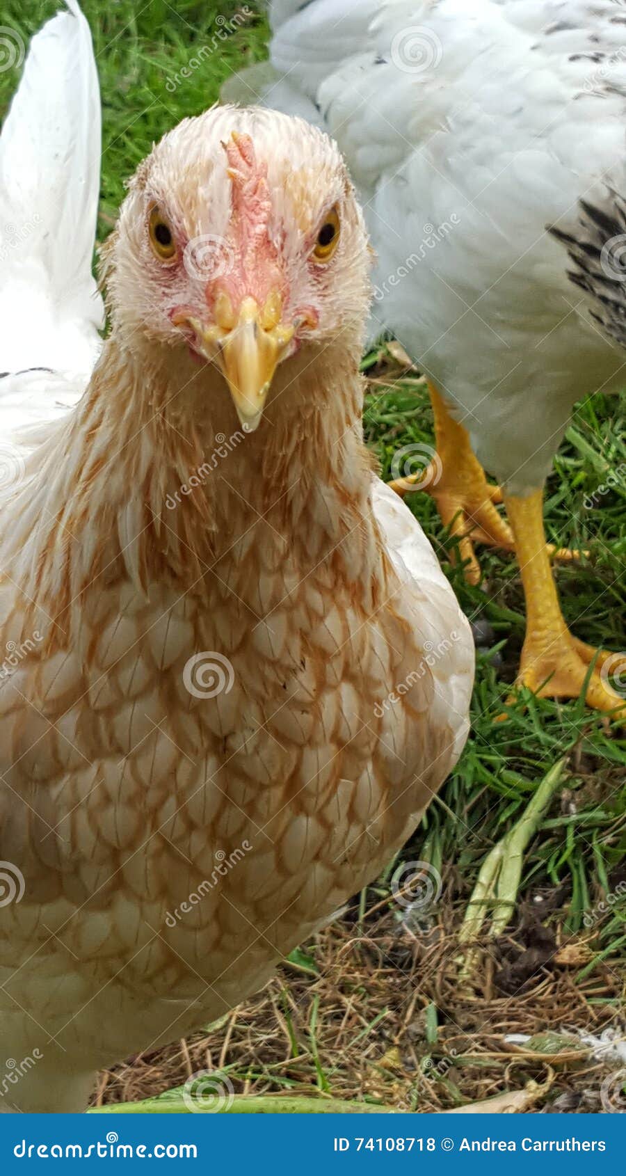 Pollo fotografia stock. Immagine di pollo, agricoltura - 74108718