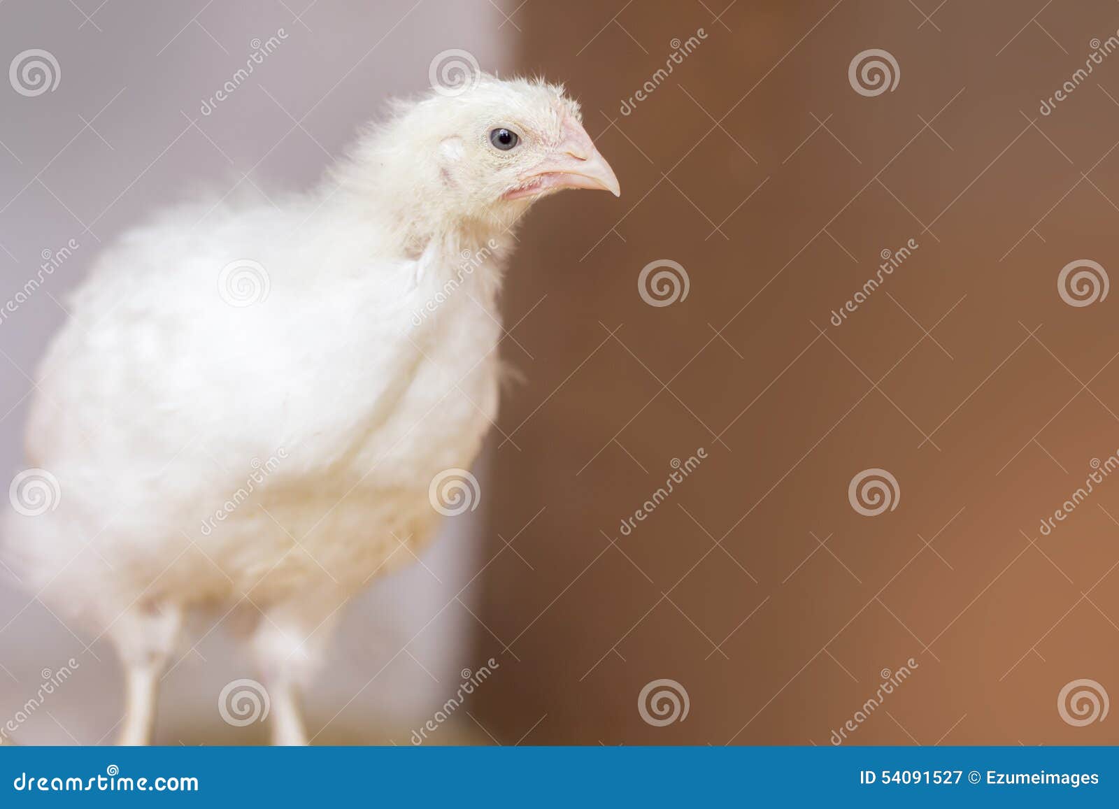 Pollo adolescente imagen de archivo. Imagen de gallina - 54091527
