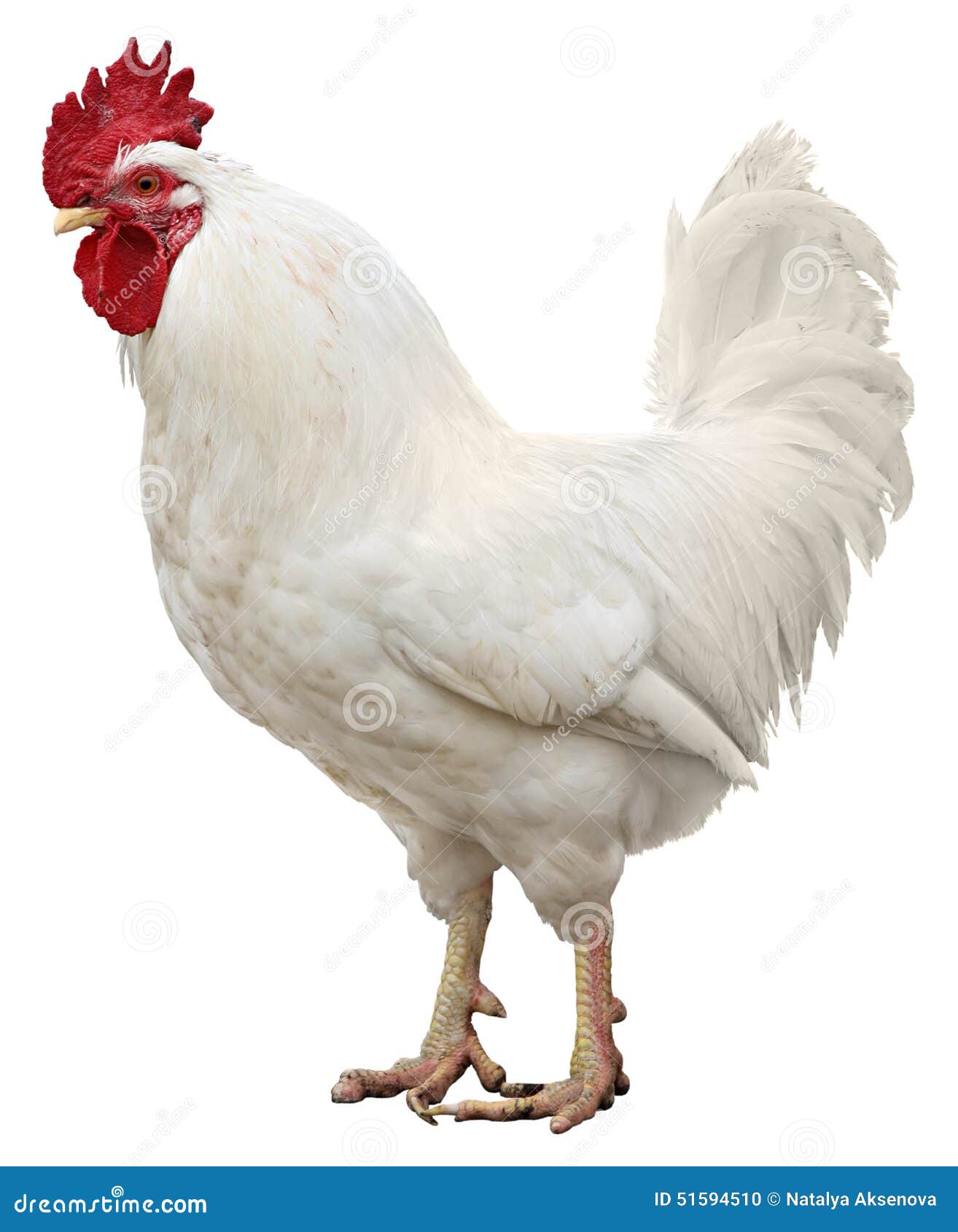 Pollo Aislado En Un Fondo Blanco Foto de archivo - Imagen de colorido ...