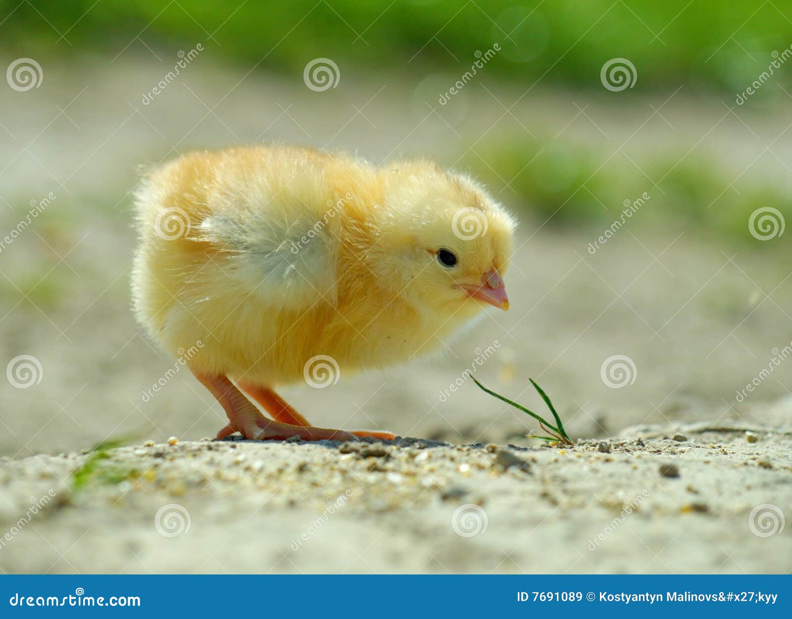 Pollo Amarillo Imágenes de archivo libres de regalías - Imagen: 7691089
