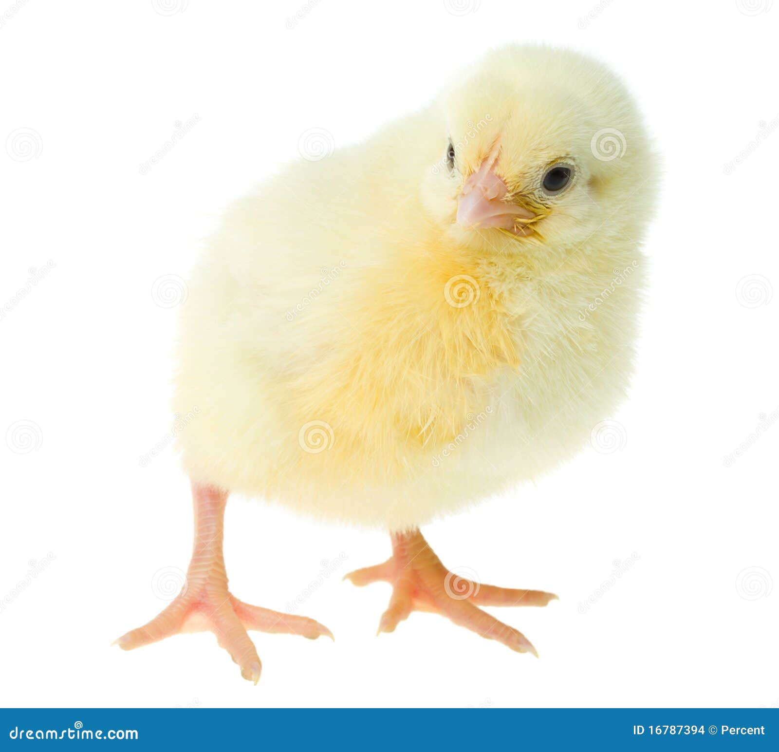 Pollo amarillo curioso foto de archivo. Imagen de joven - 16787394