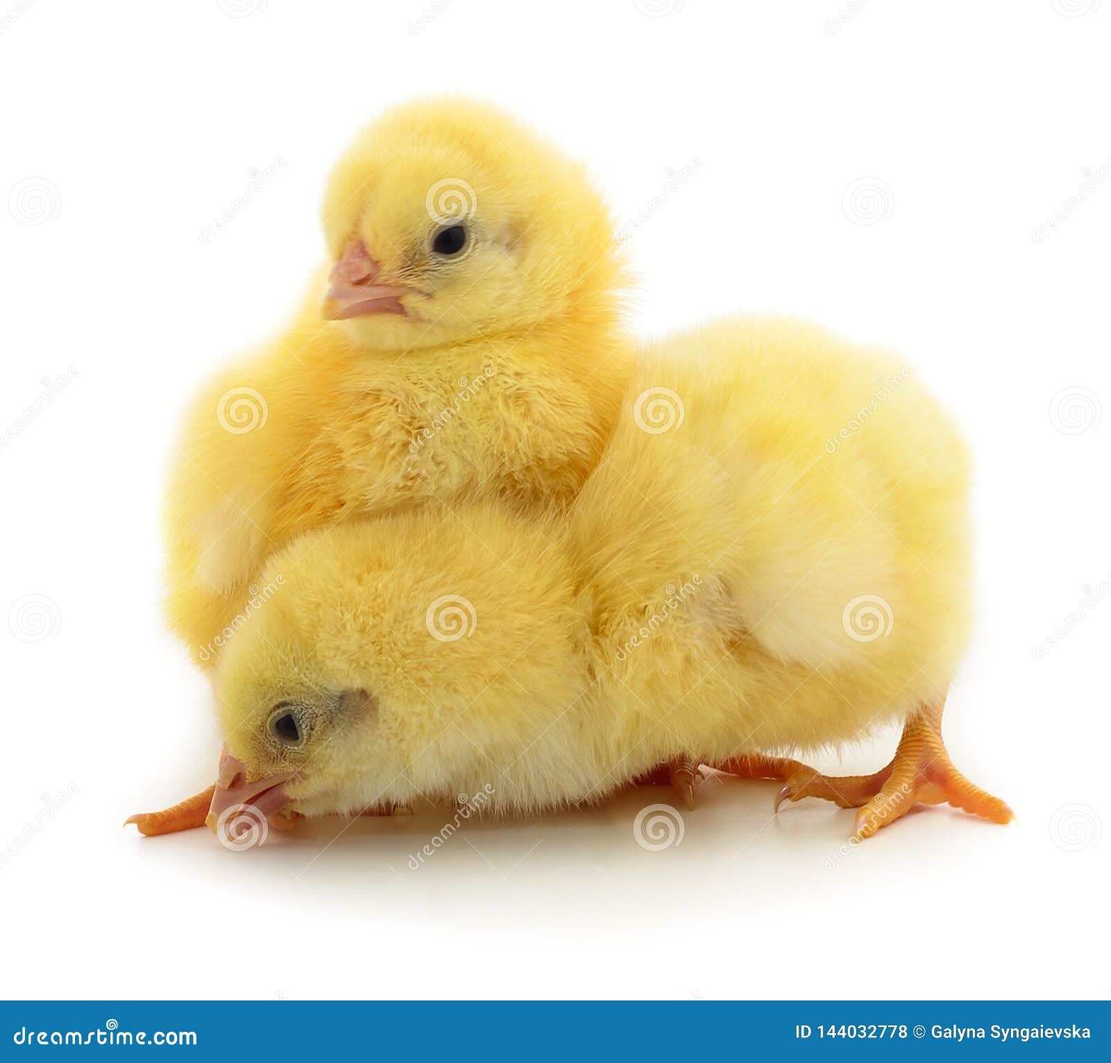 Pollo amarillo dos foto de archivo. Imagen de estudio - 144032778