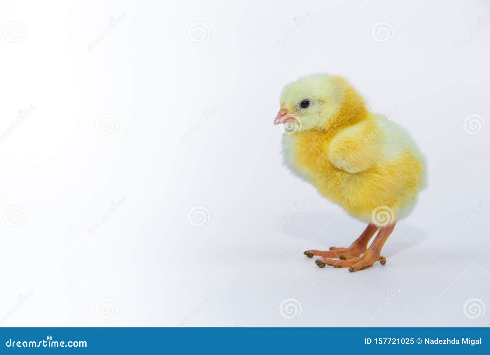 Pollo Amarillo Dulce Con Fondo Blanco Imagen de archivo - Imagen de ...