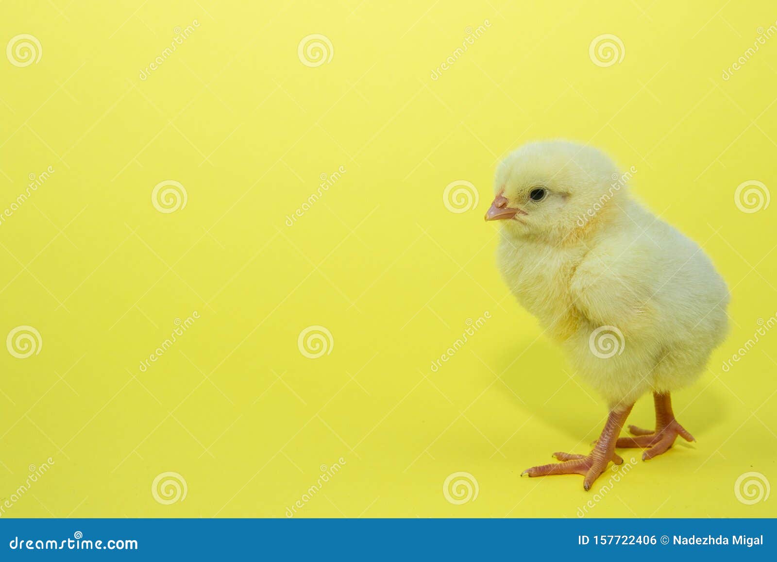 Pollo Amarillo Dulce De Fondo Amarillo Foto de archivo - Imagen de ...