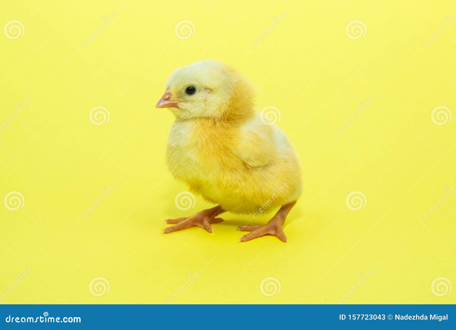 Pollo Amarillo Dulce De Fondo Amarillo Imagen de archivo - Imagen de ...