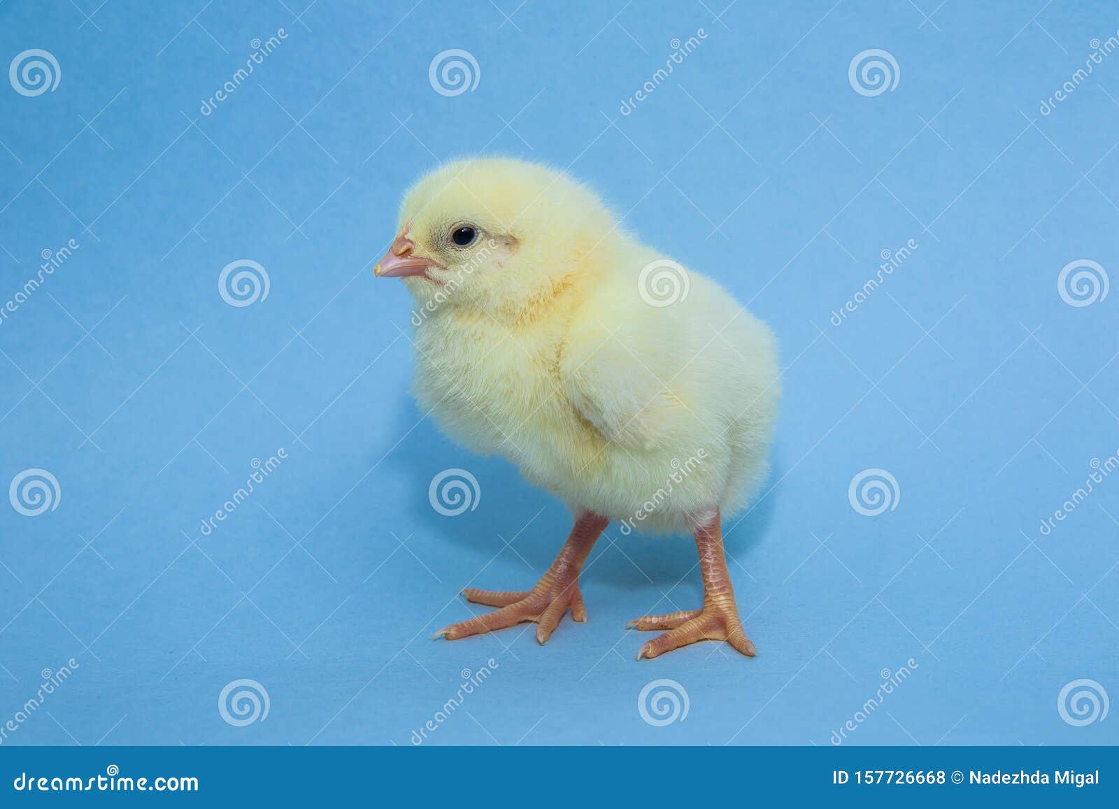 Pollo Amarillo Dulce De Fondo Azul Foto de archivo - Imagen de animal ...