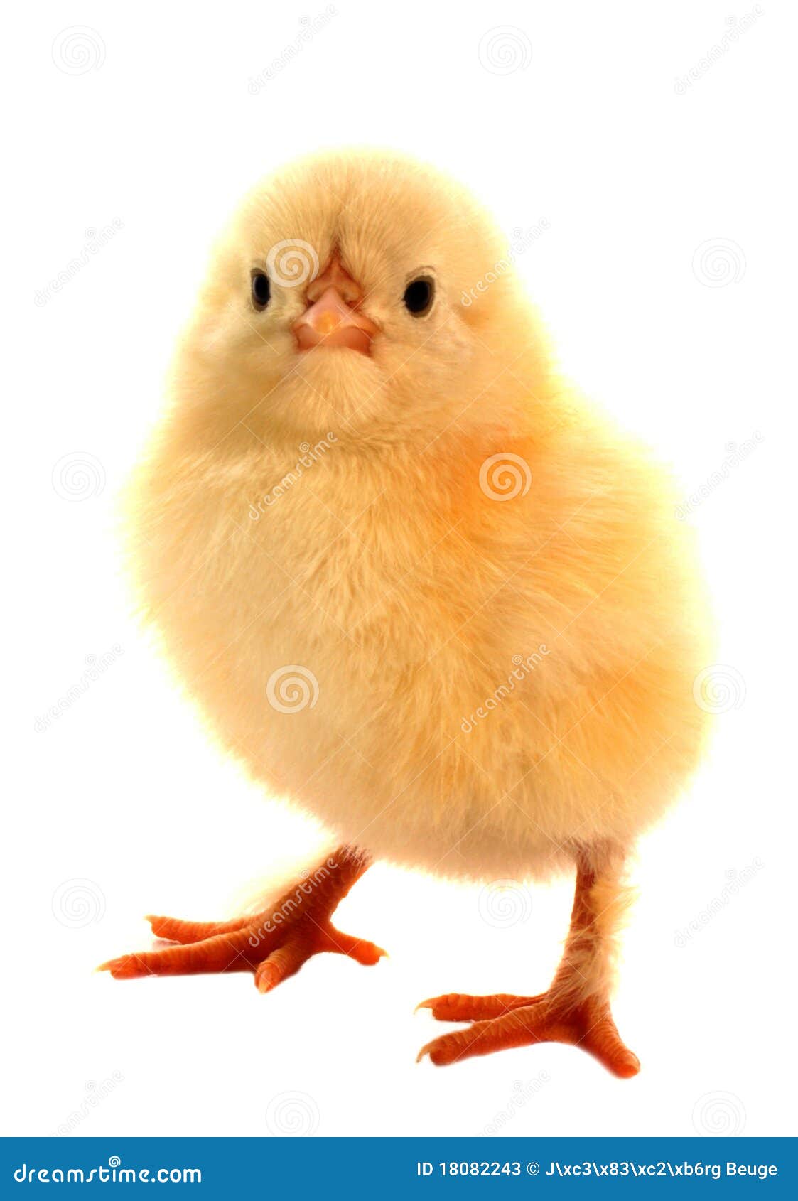 Pollo Amarillo En Un Fondo Blanco Imagen de archivo - Imagen de fondo ...