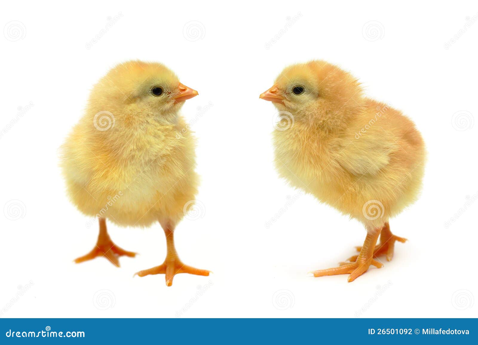 Pollo - amigos del bebé foto de archivo. Imagen de lindo - 26501092