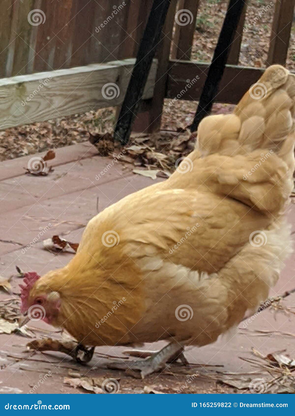 Pollo animal foto de archivo. Imagen de pollo, amor - 165259822