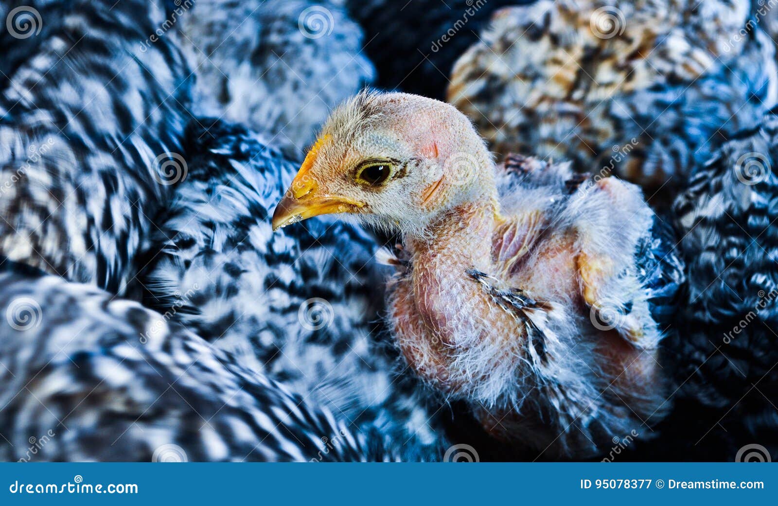 Pollo Asustado Fotos De Stock - Descarga 642 Fotos Libres de Derechos