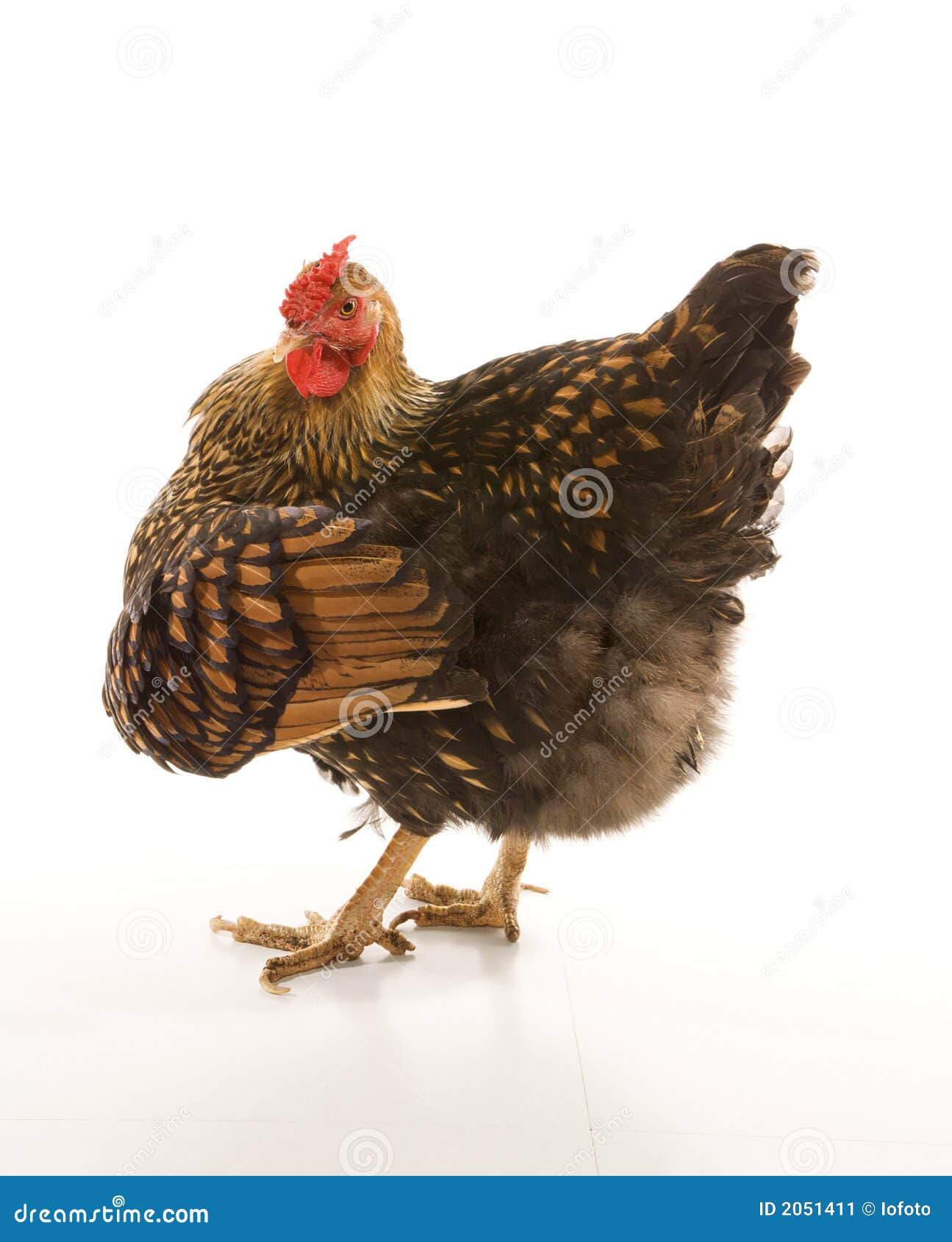 Pollo Atado De Oro De Wyandotte Imagen de archivo - Imagen de standing ...