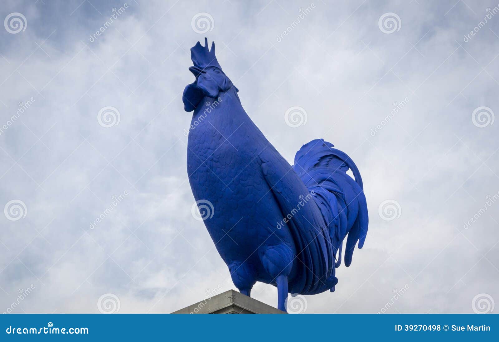 Pollo azul foto de archivo editorial. Imagen de europeo - 39270498