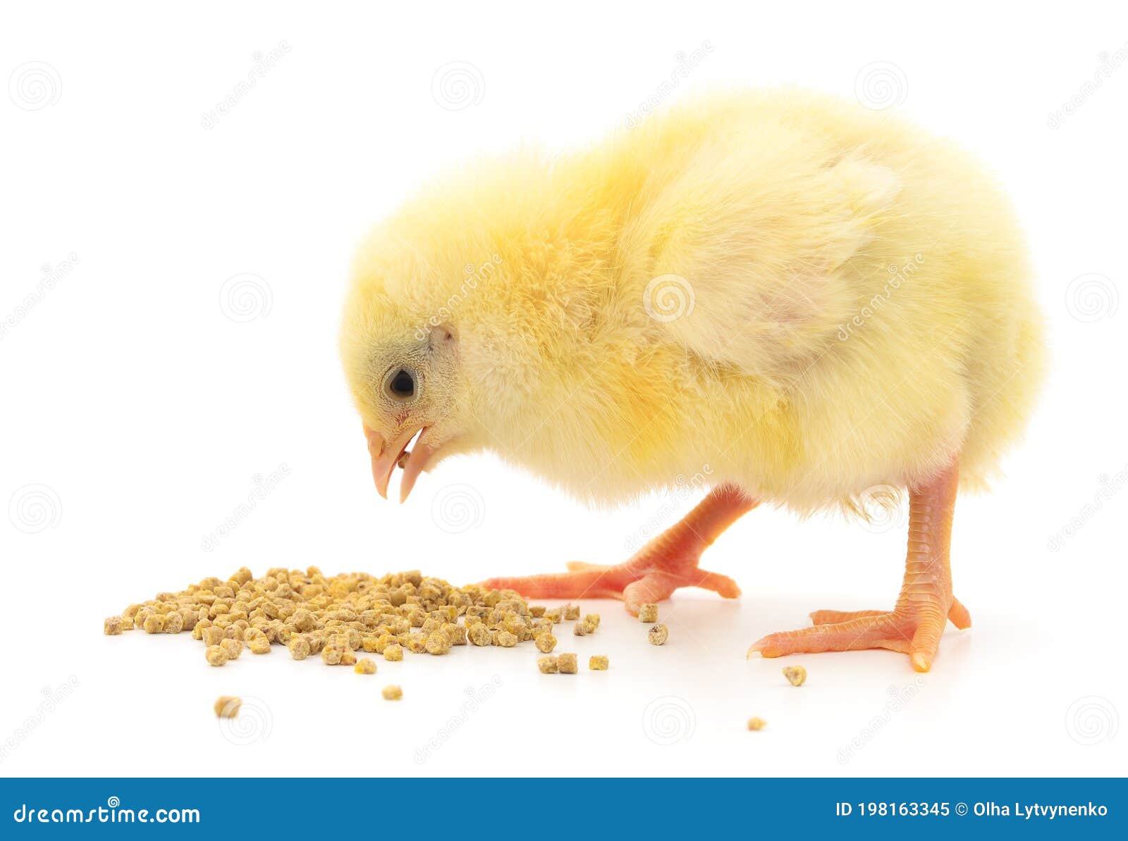 Pollo bebé comiendo imagen de archivo. Imagen de pollo - 198163345