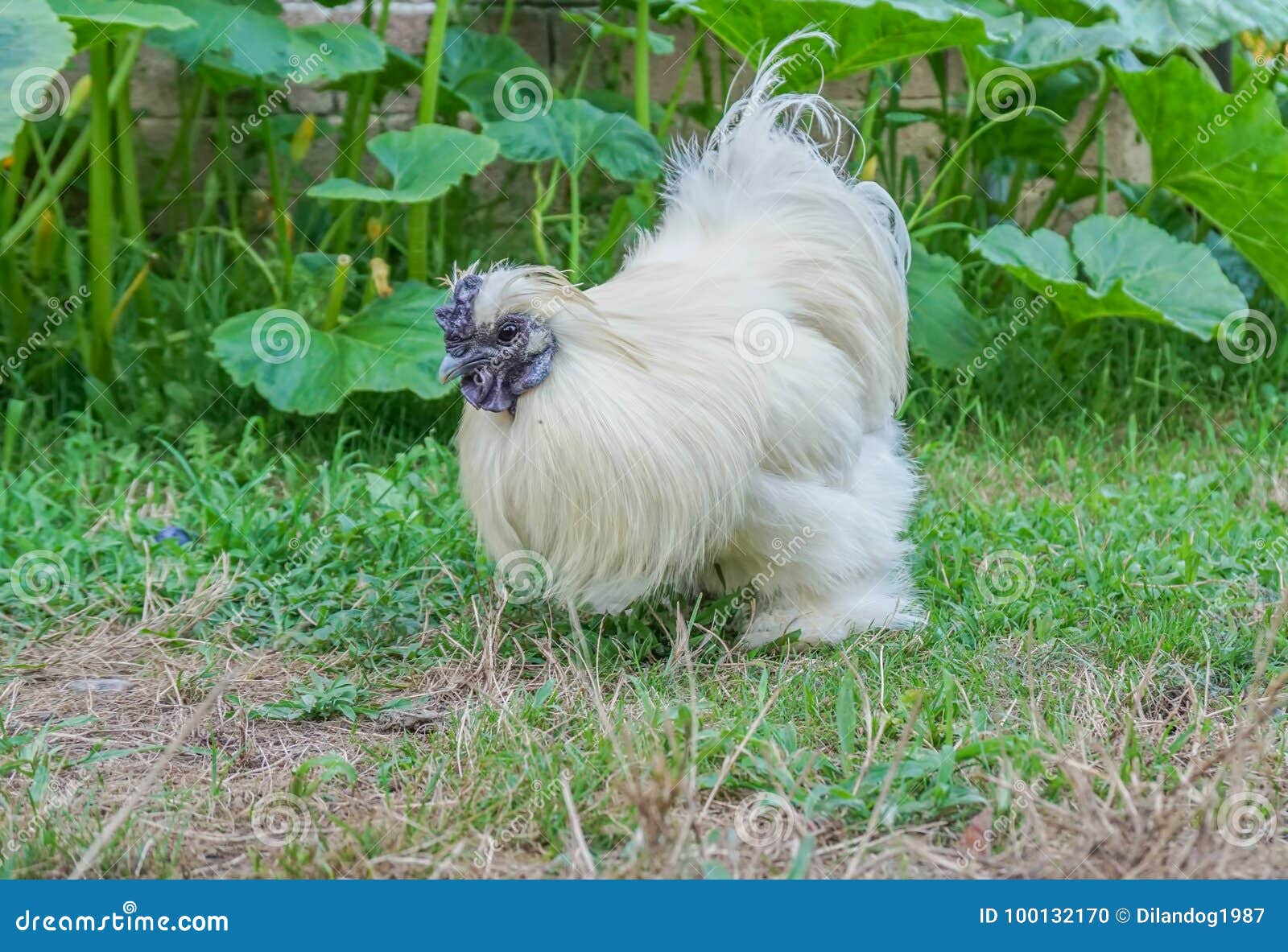Pollo blanco foto de archivo. Imagen de exterior, fondo - 100132170