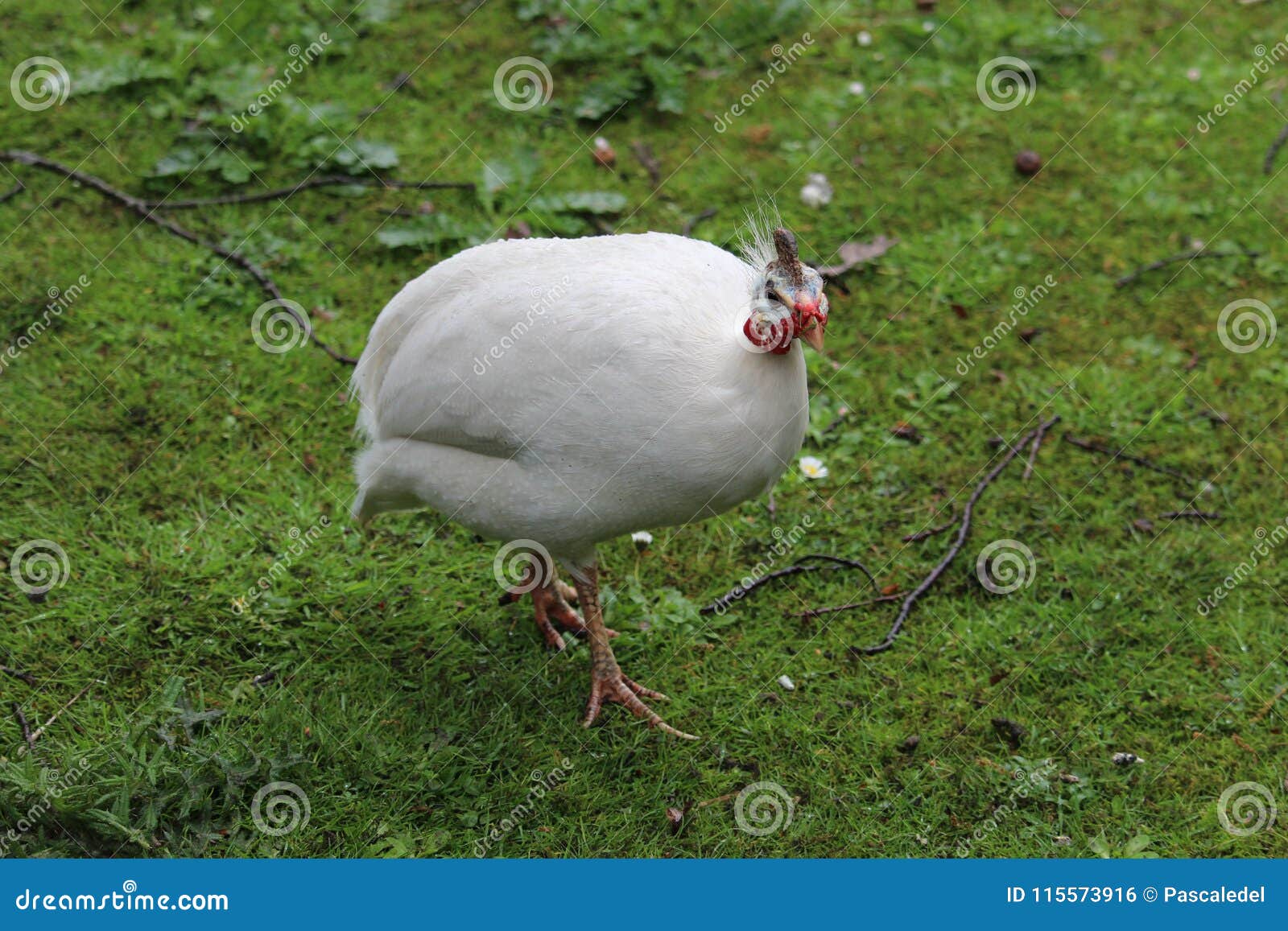 Pollo blanco foto de archivo. Imagen de agricultura - 115573916