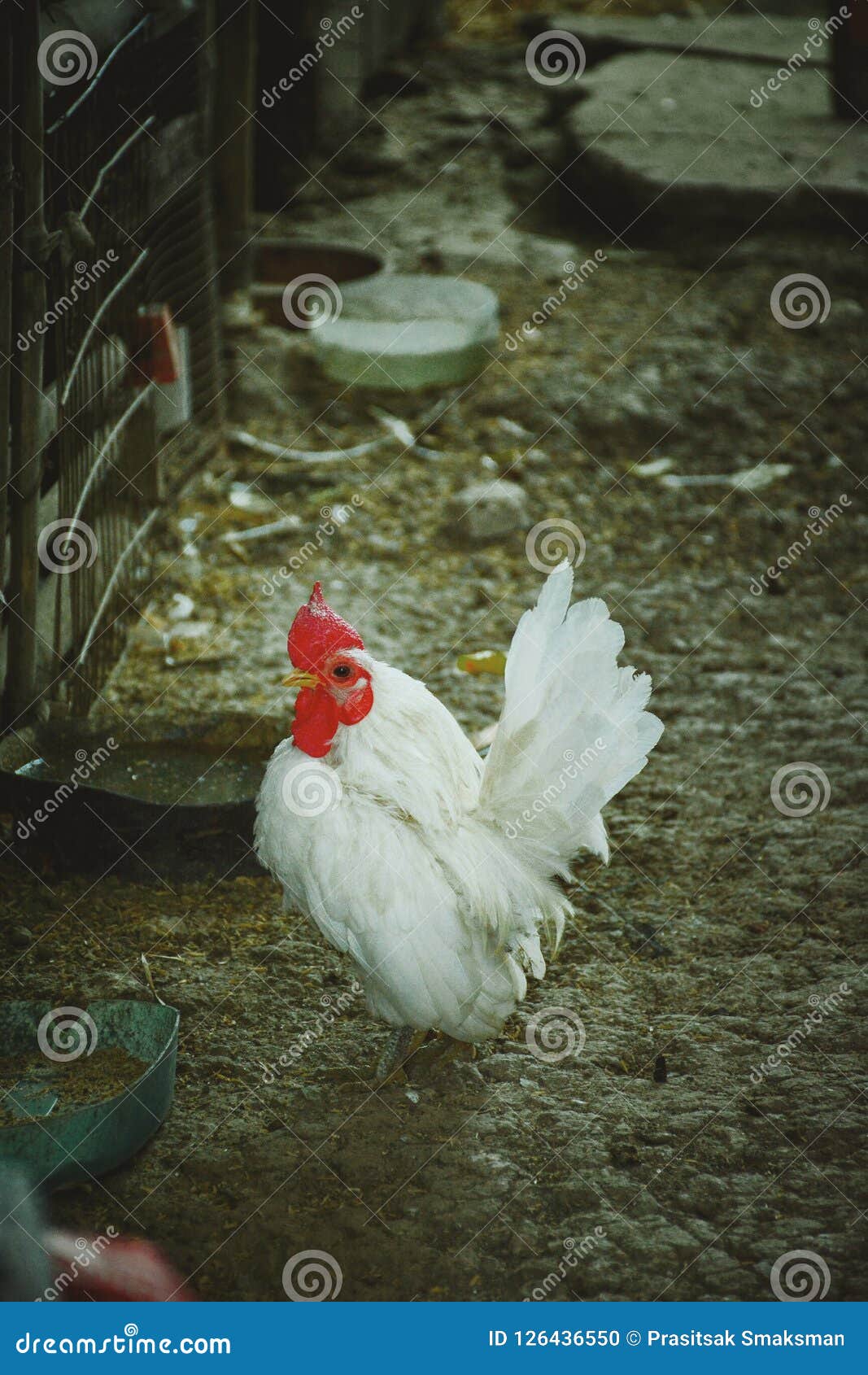 Pollo blanco foto de archivo. Imagen de pollo, enano - 126436550
