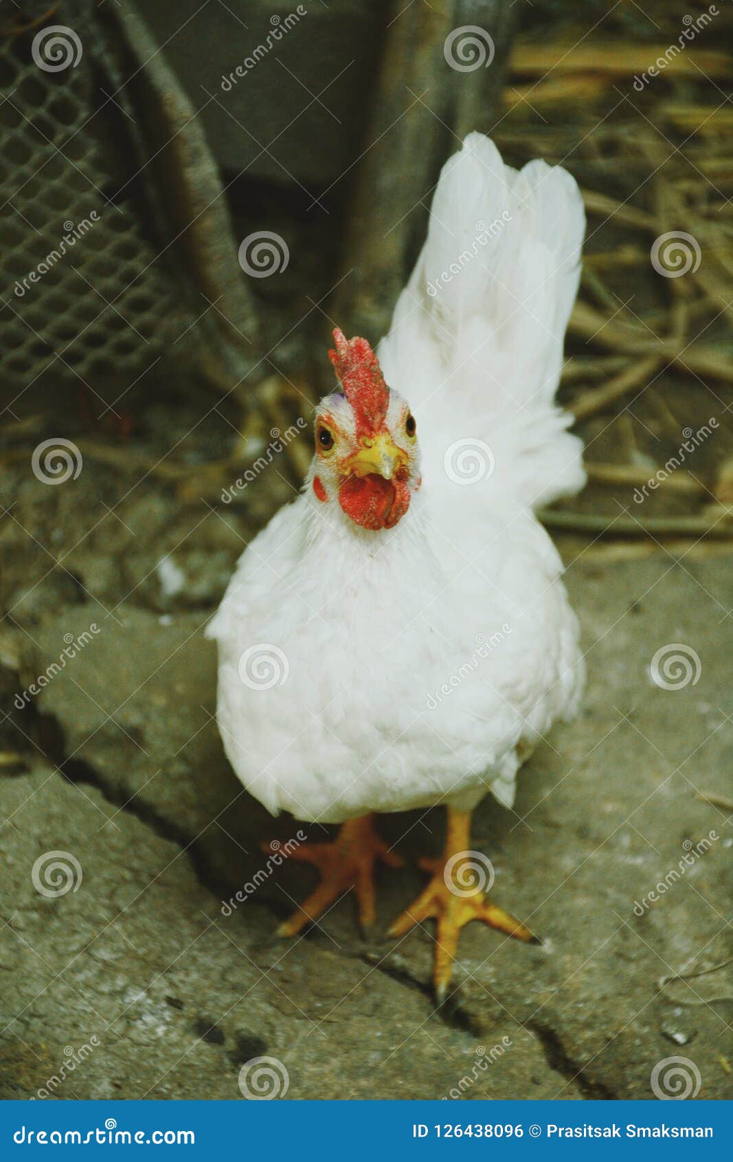 Pollo blanco foto de archivo. Imagen de gallina, gallo - 126438096