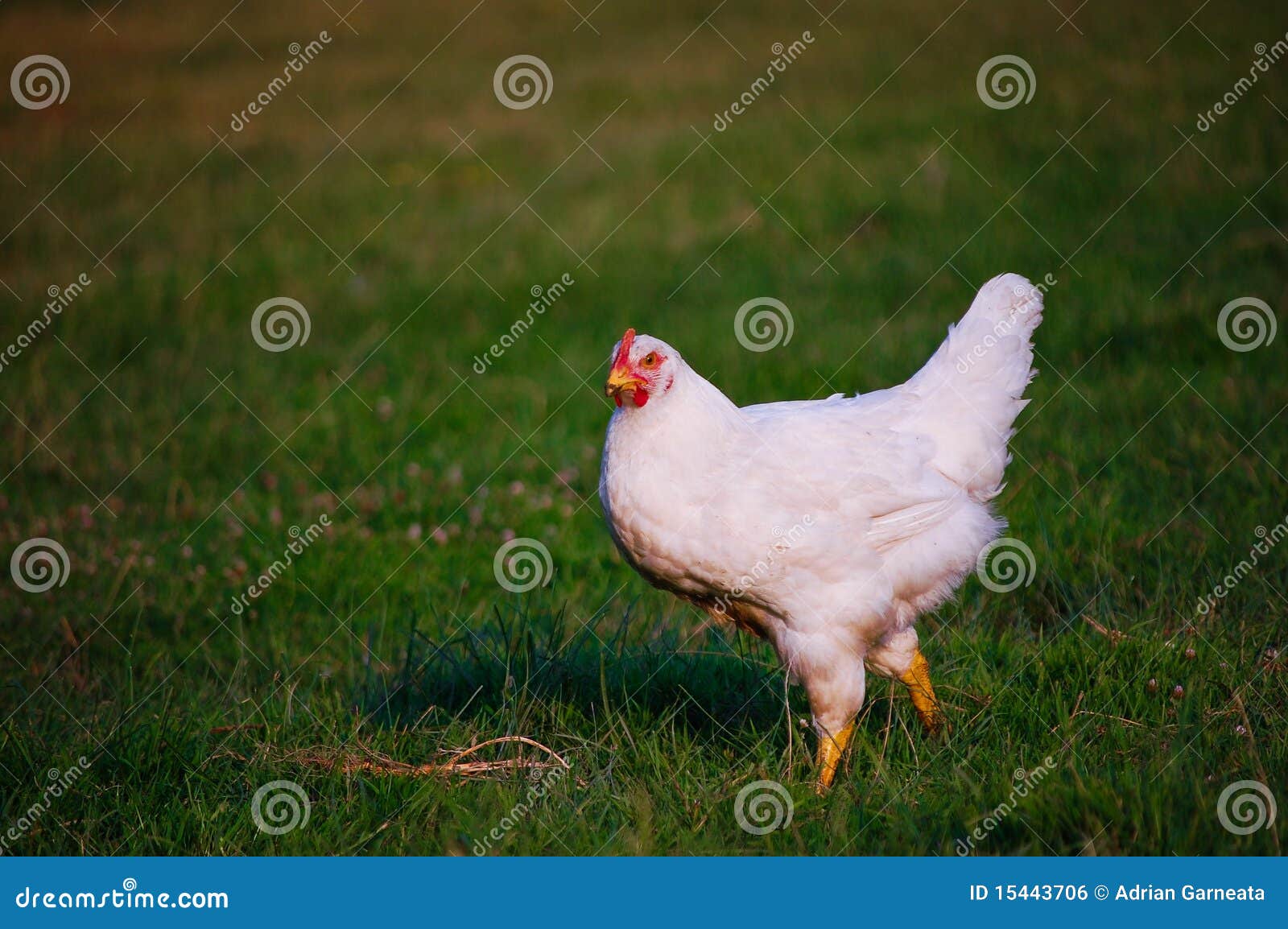 Pollo blanco foto de archivo. Imagen de corral, blanco - 15443706