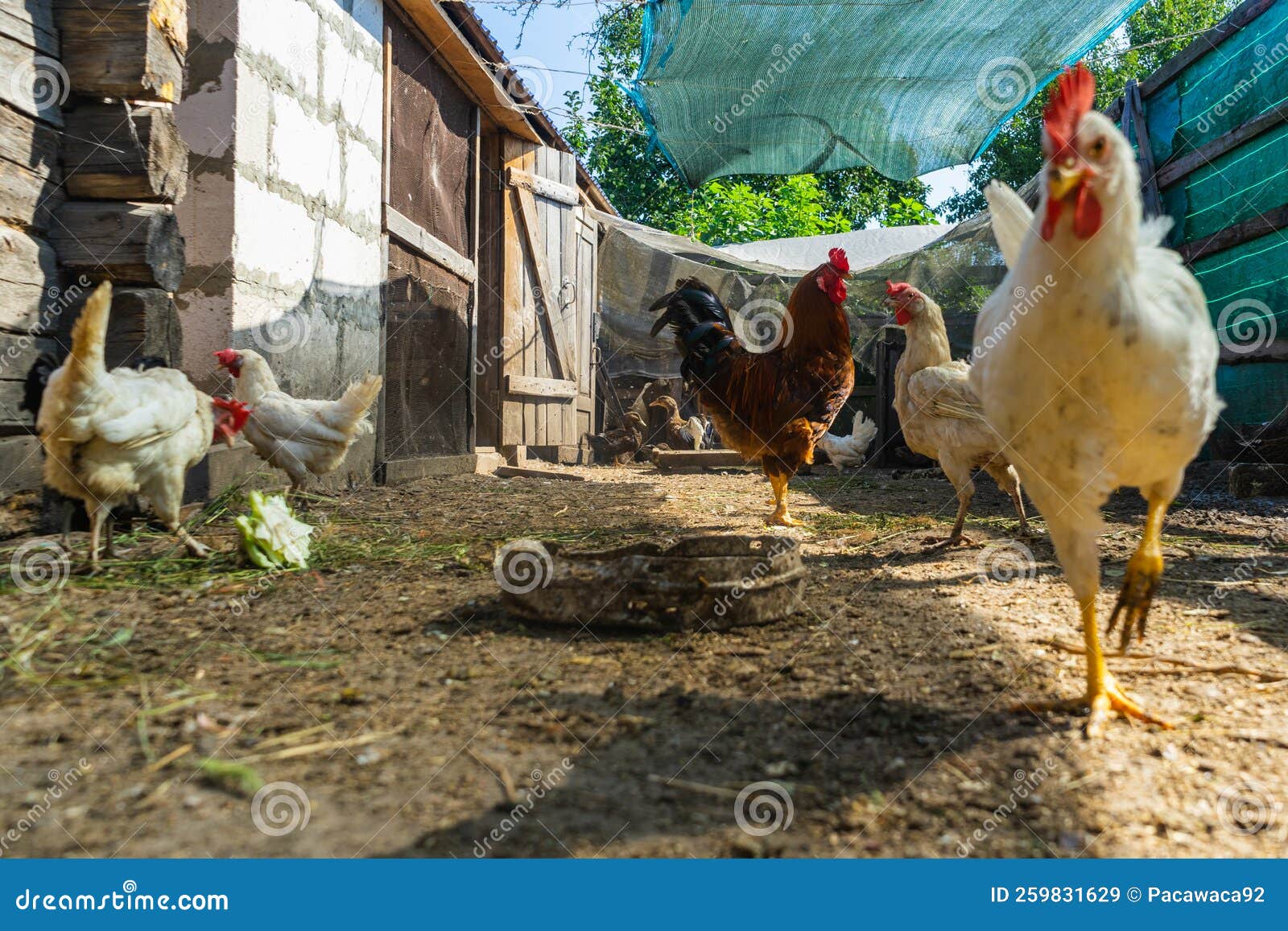 Pollo Blanco En El Corral De Gallinas Imagen de archivo - Imagen de ...
