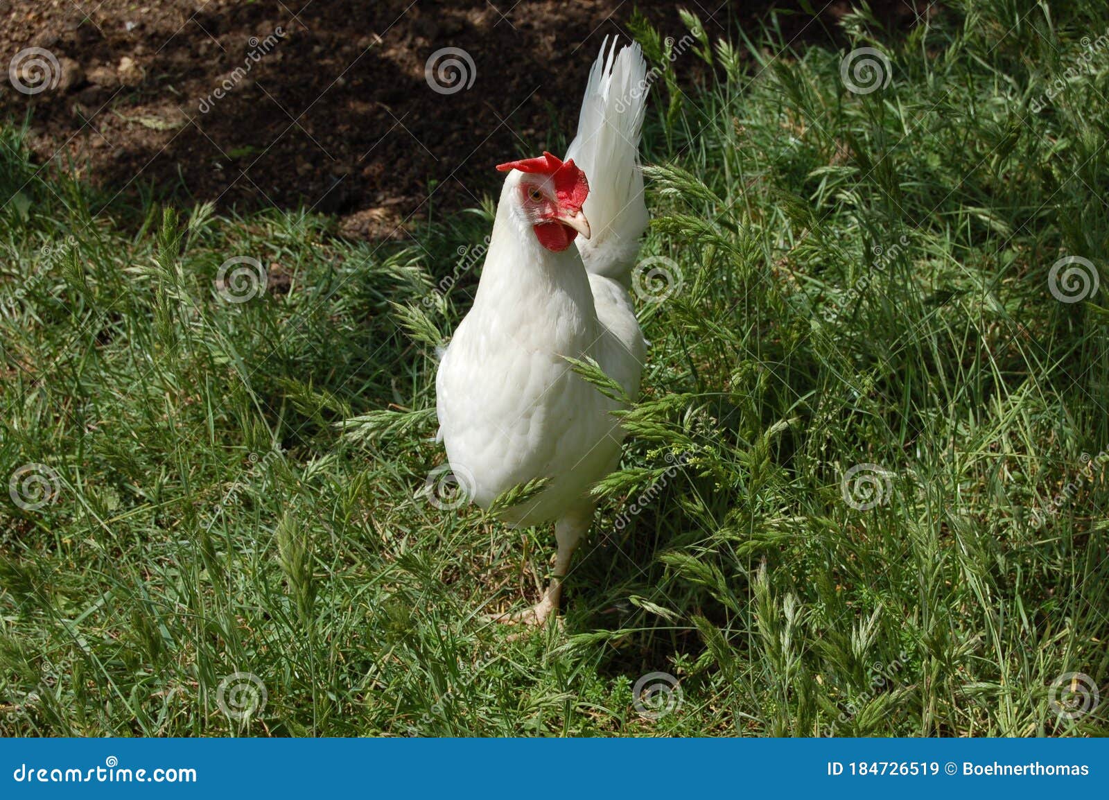 Pollo blanco. imagen de archivo. Imagen de gallinas - 184726519