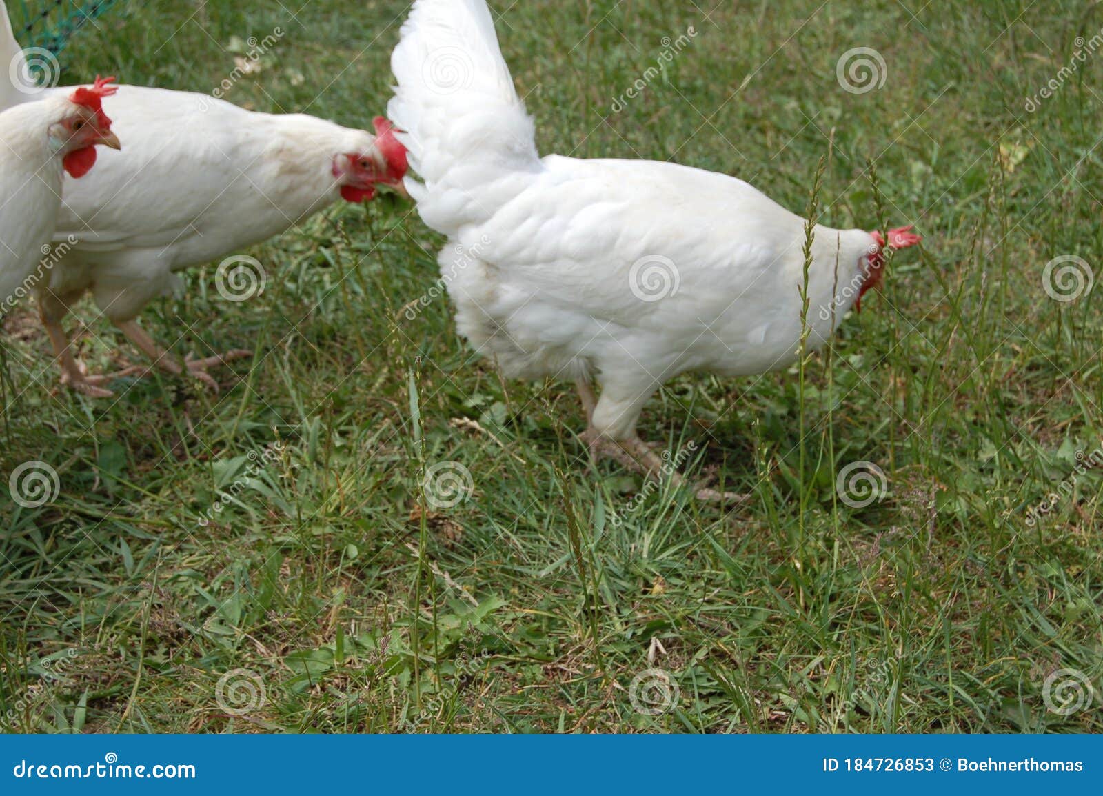 Pollo blanco. imagen de archivo. Imagen de gallina, rango - 184726853