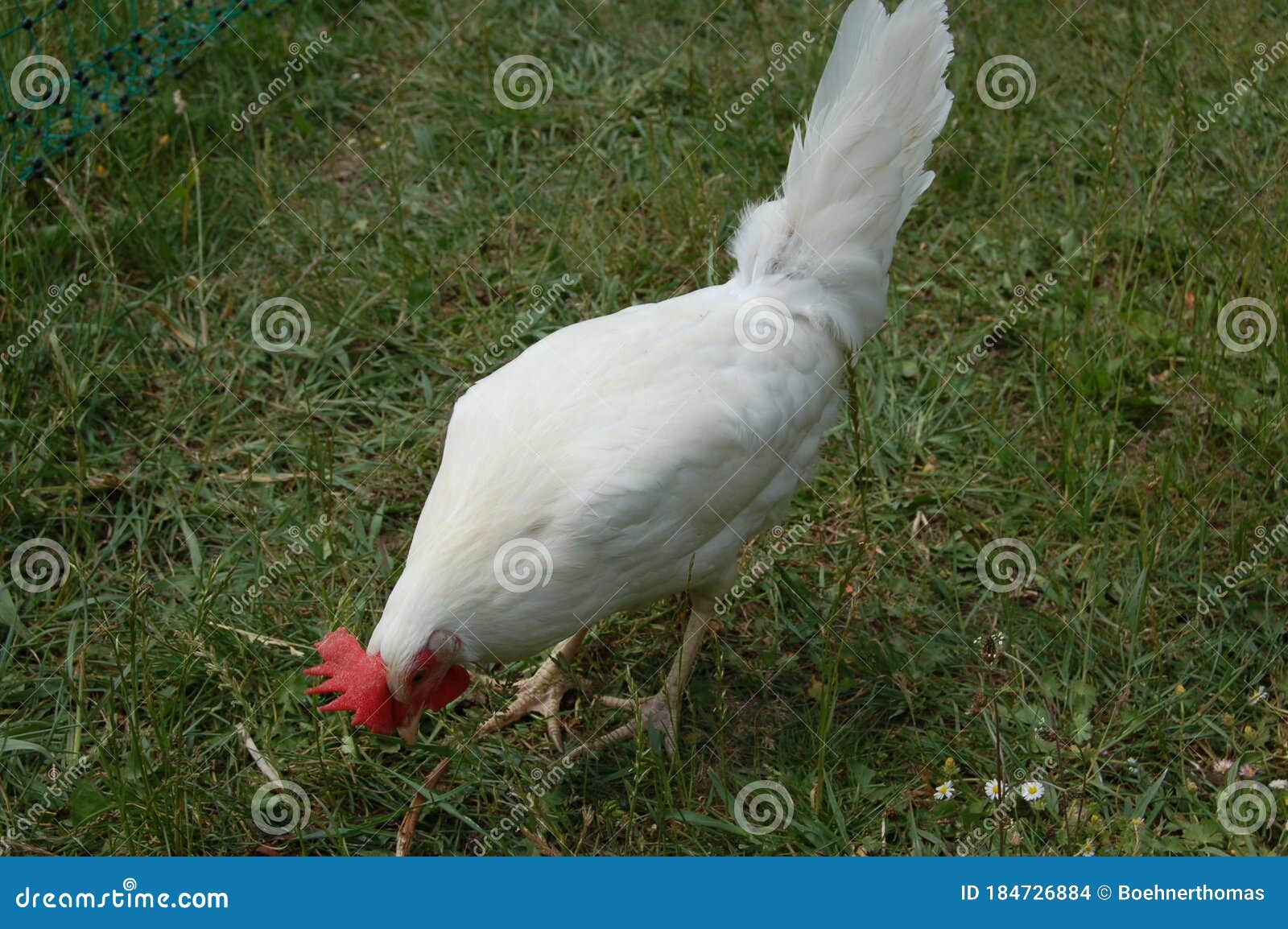 Pollo blanco. foto de archivo. Imagen de blanco, gallina - 184726884