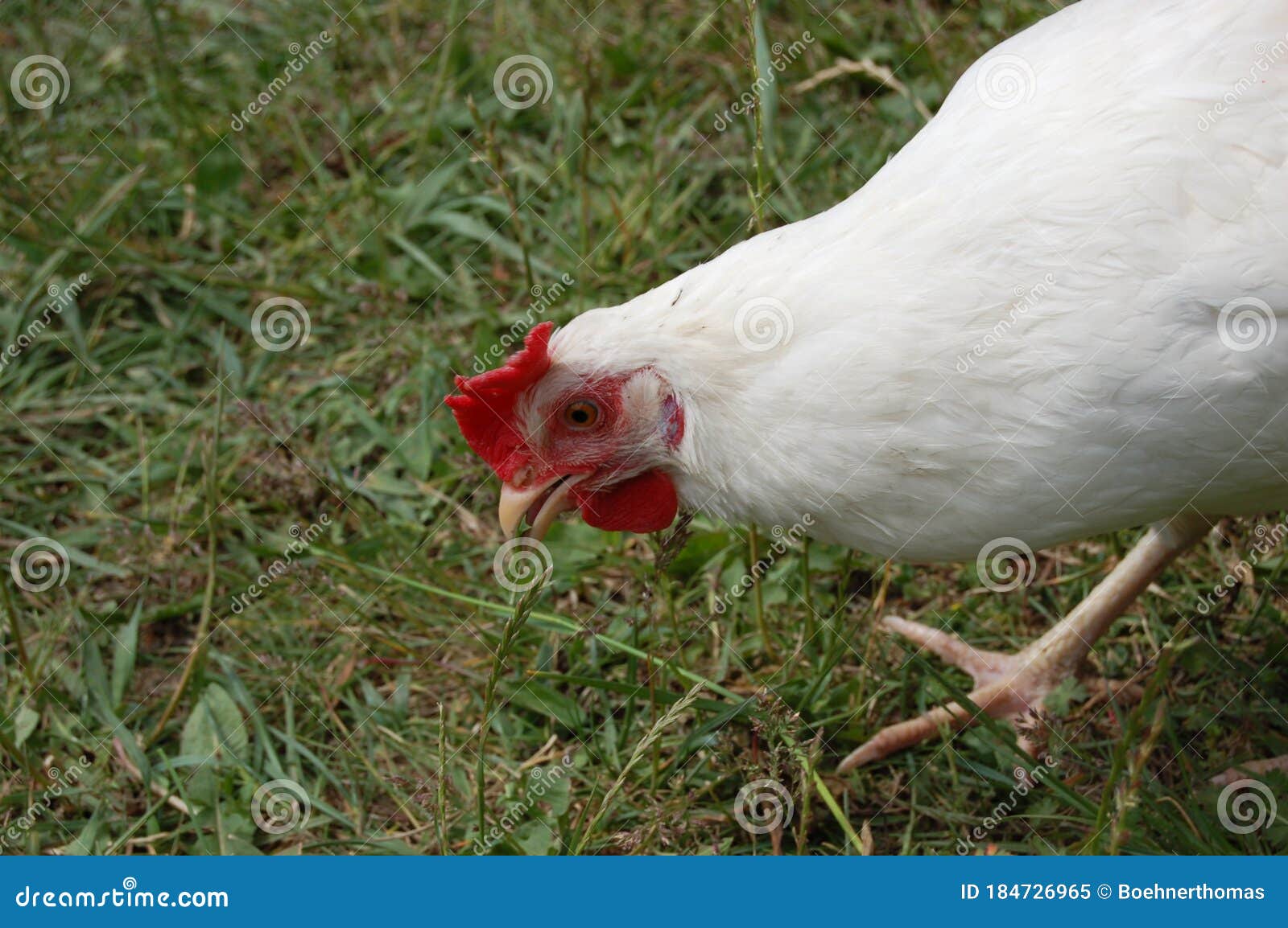 Pollo blanco. imagen de archivo. Imagen de aves, pollo - 184726965