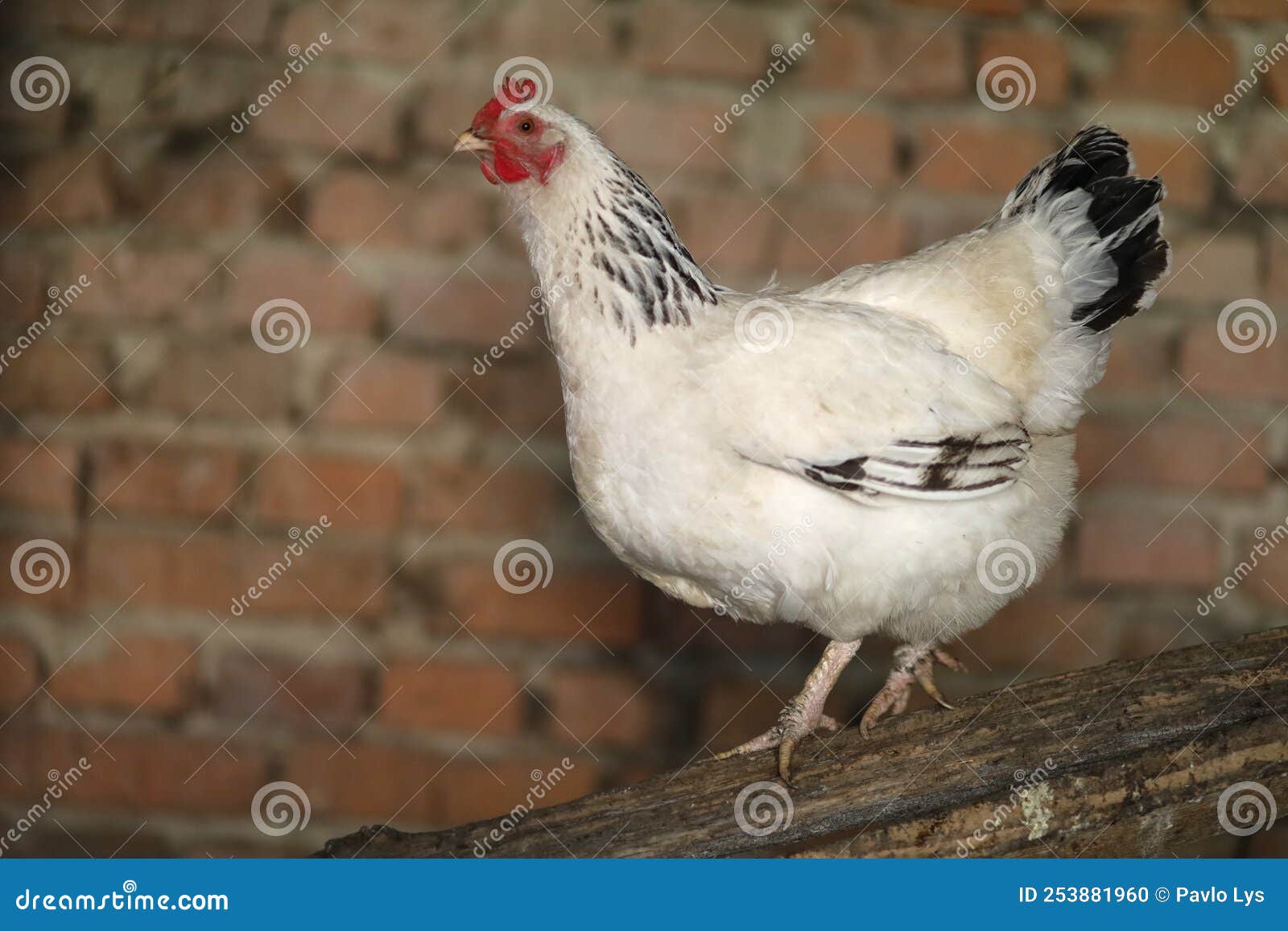 Pollo Blanco En Una Gallina Foto de archivo - Imagen de blanco, rojo ...