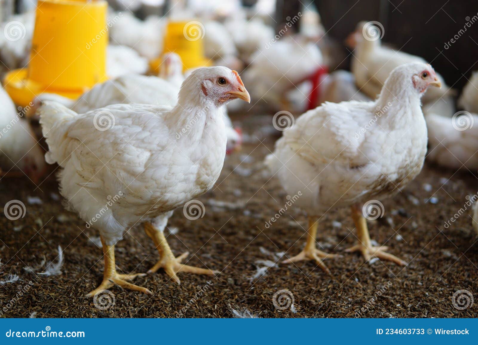 Pollo blanco en una granja imagen de archivo. Imagen de huevo - 234603733