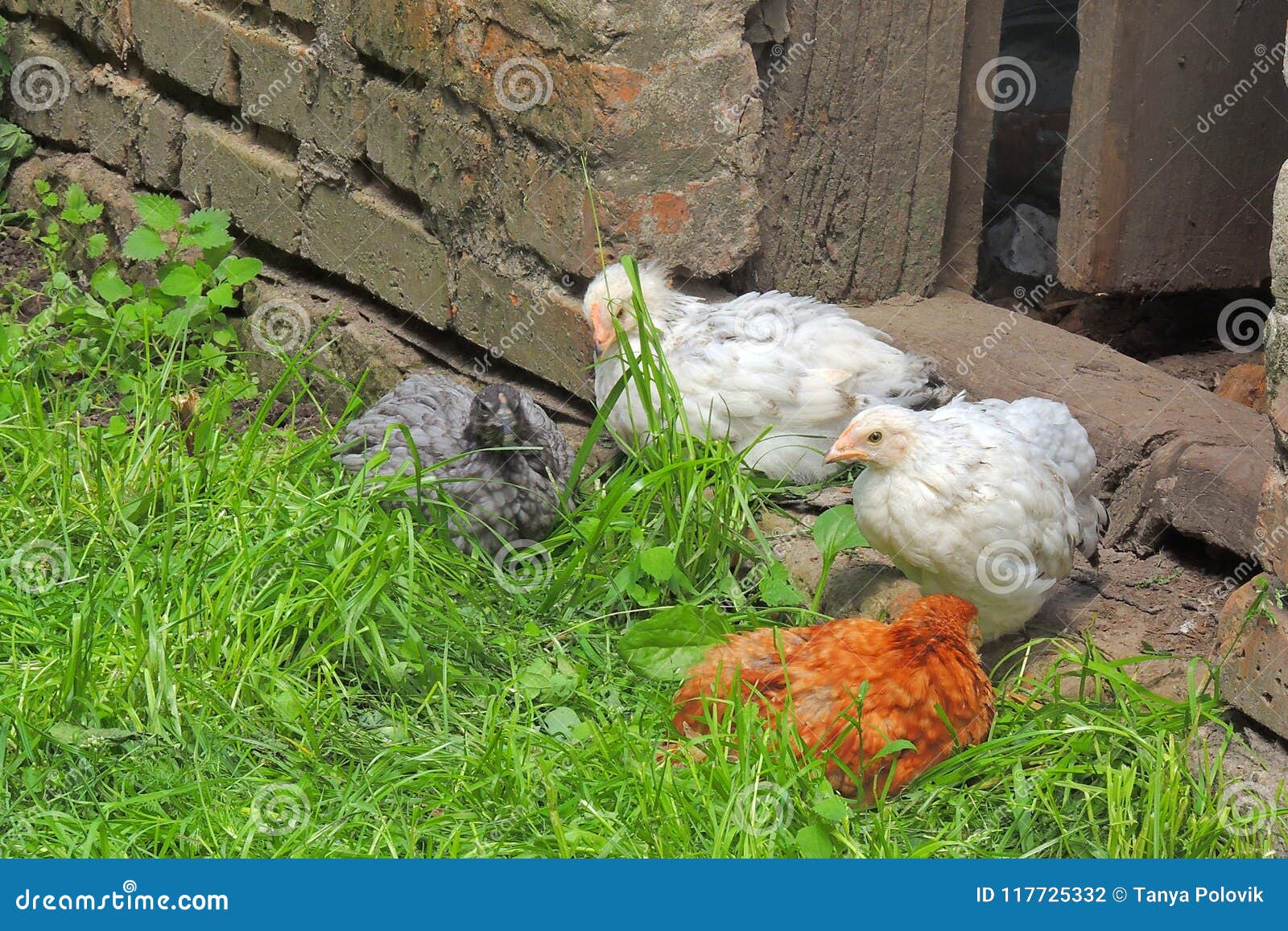 Pollo blanco Pueblo foto de archivo. Imagen de comer - 117725332