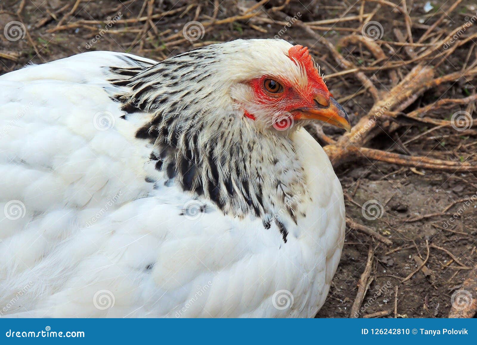 Pollo blanco Pueblo foto de archivo. Imagen de polluelo - 126242810